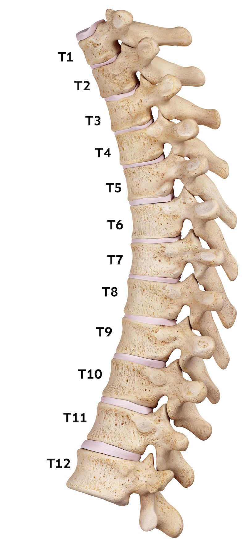 Spinal Education - Optimal Chiropractic